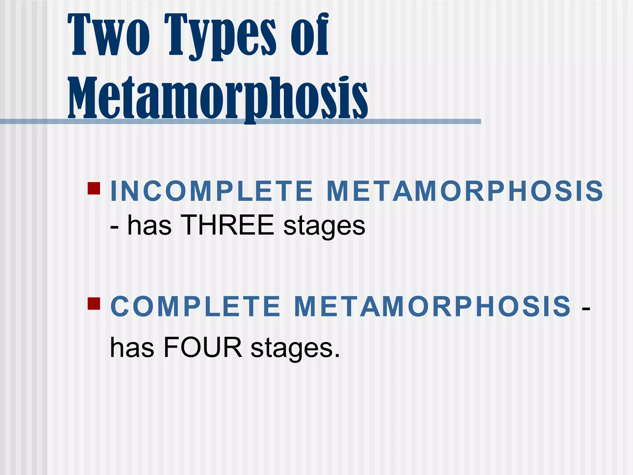 Metamorphosis | PPT