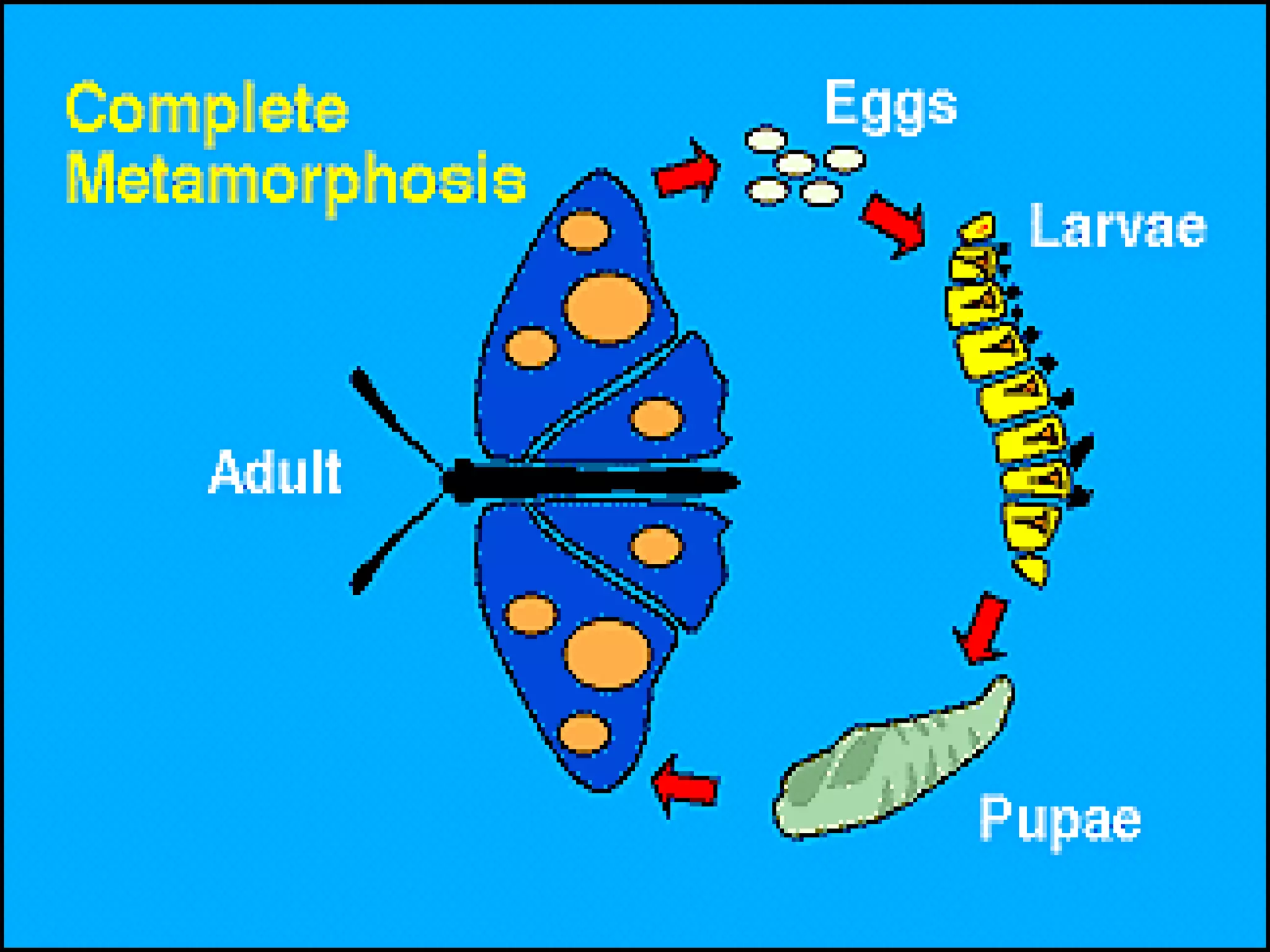 Metamorphosis | PPT