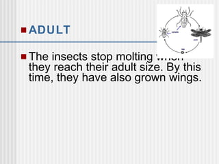 Metamorphosis | PPT
