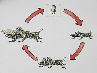 Metamorphosis | PPT