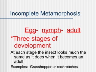 Metamorphosis | PPT