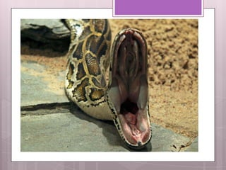 How to create a basic website with Python on Django | PPTX