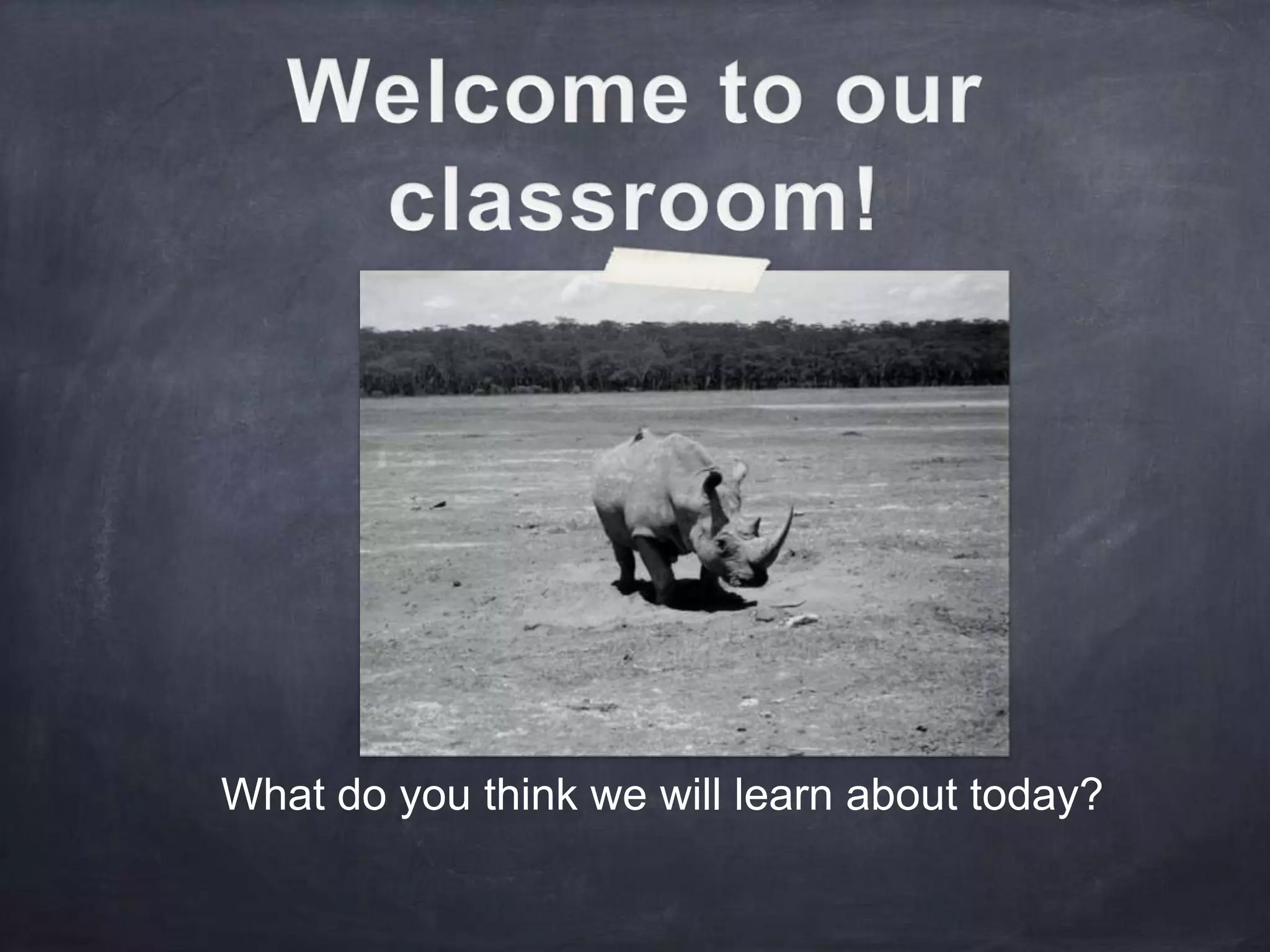 Animal Presentation | PPT