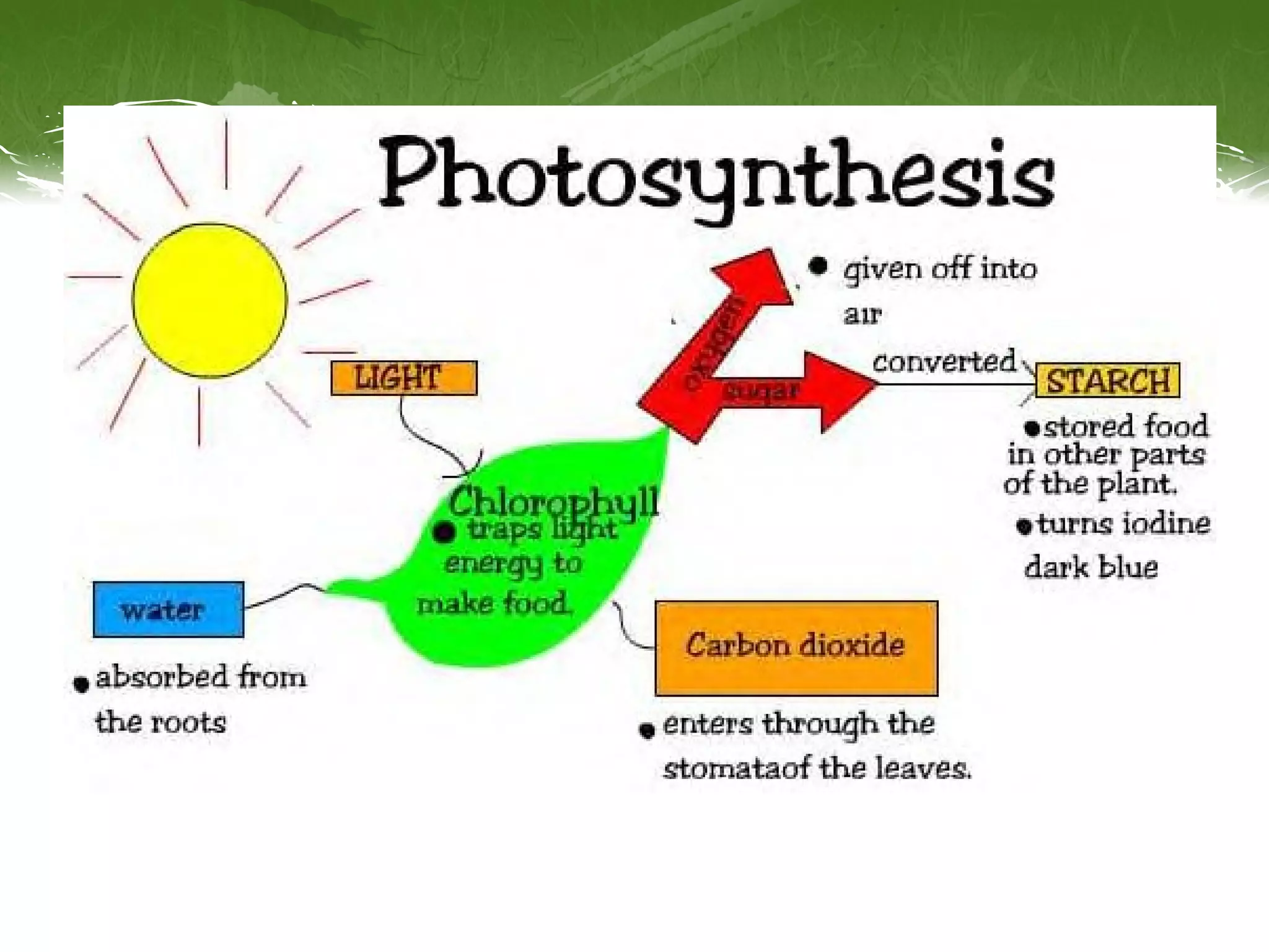 Developing Understanding of the Photosynthesis through ICT tool | PPT