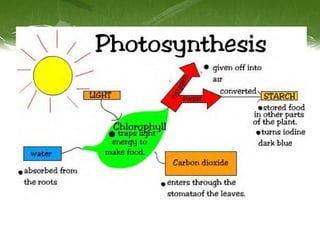 Developing Understanding of the Photosynthesis through ICT tool | PPT