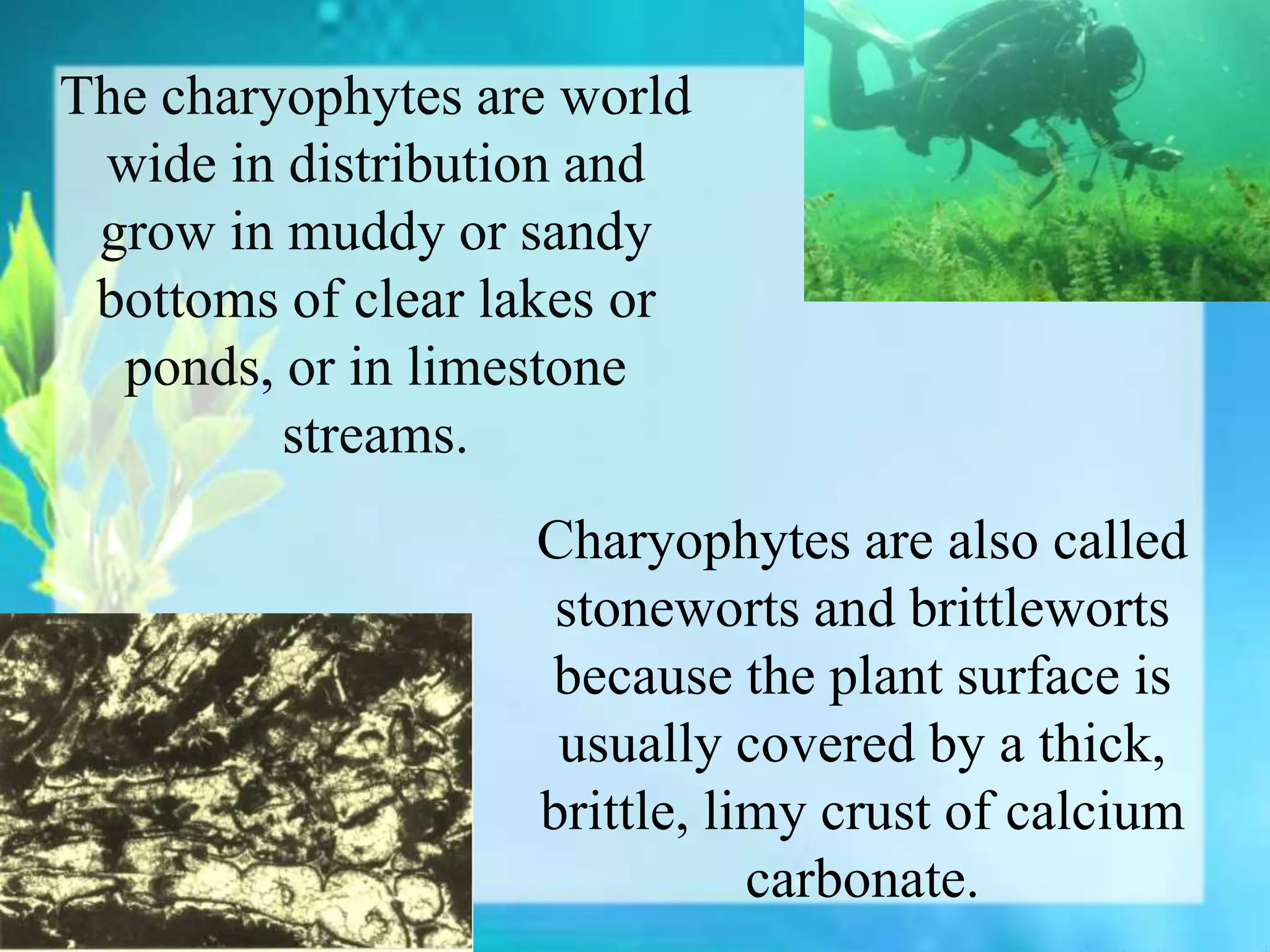 Charophytes | PPTX