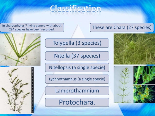 Charophytes | PPTX