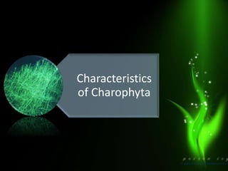 Charophytes | PPTX
