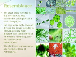 Charophytes | PPTX