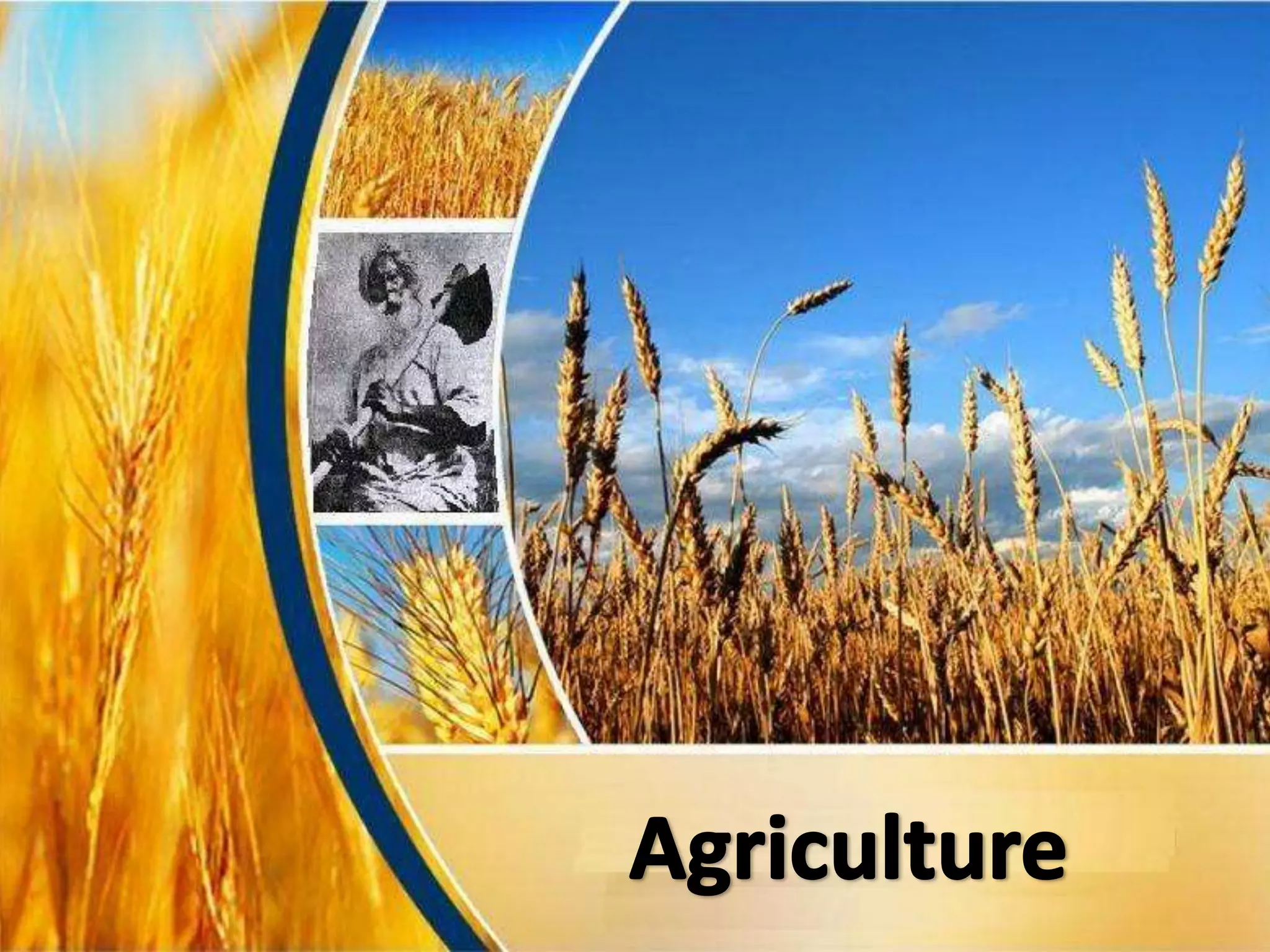 Agriculture in India | PPTX