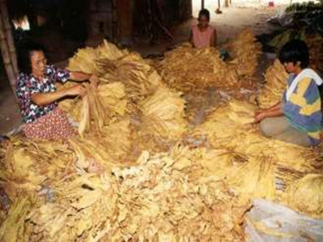 TOBACCO MONOPOLY | PPTX