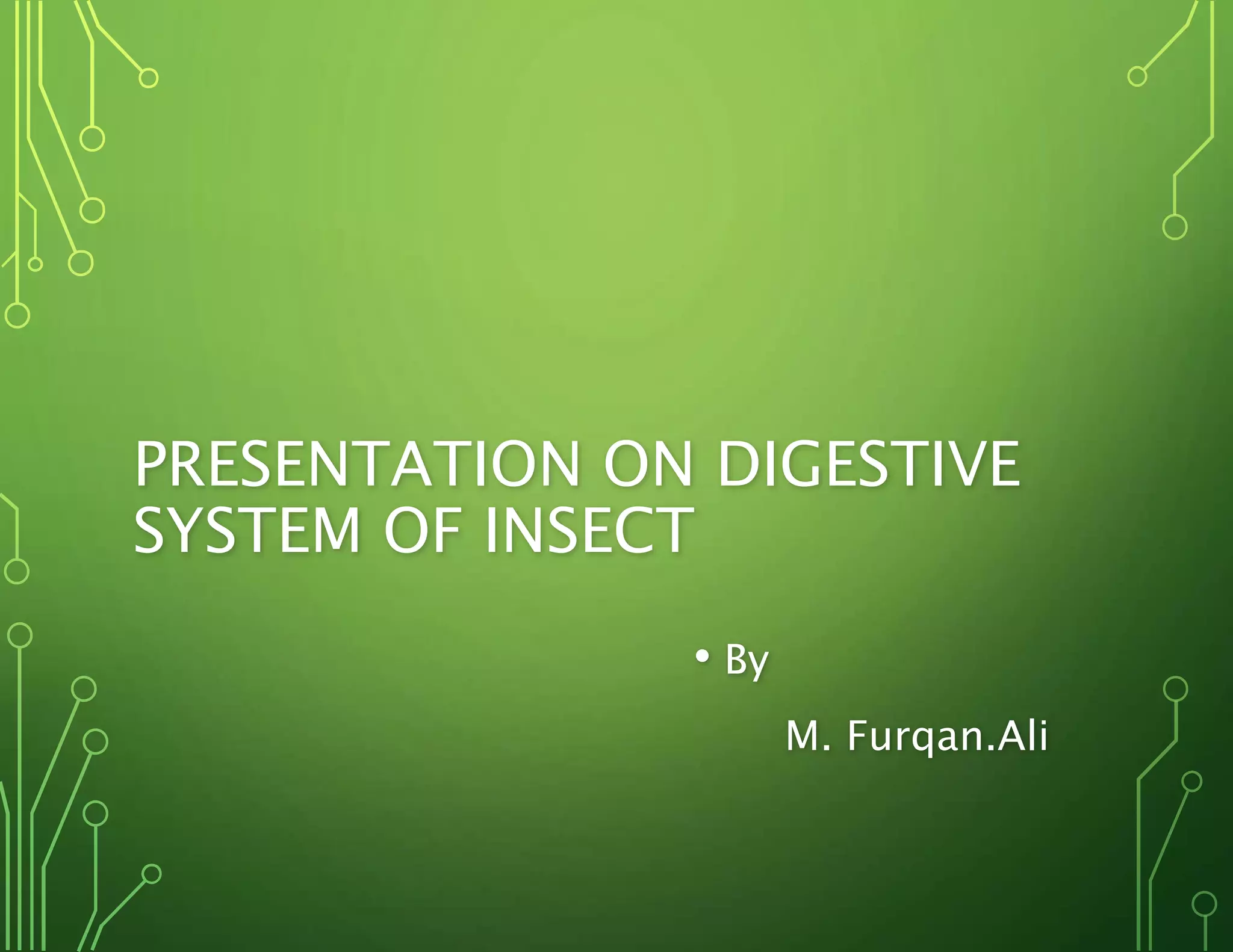 insects digestive system | PPTX