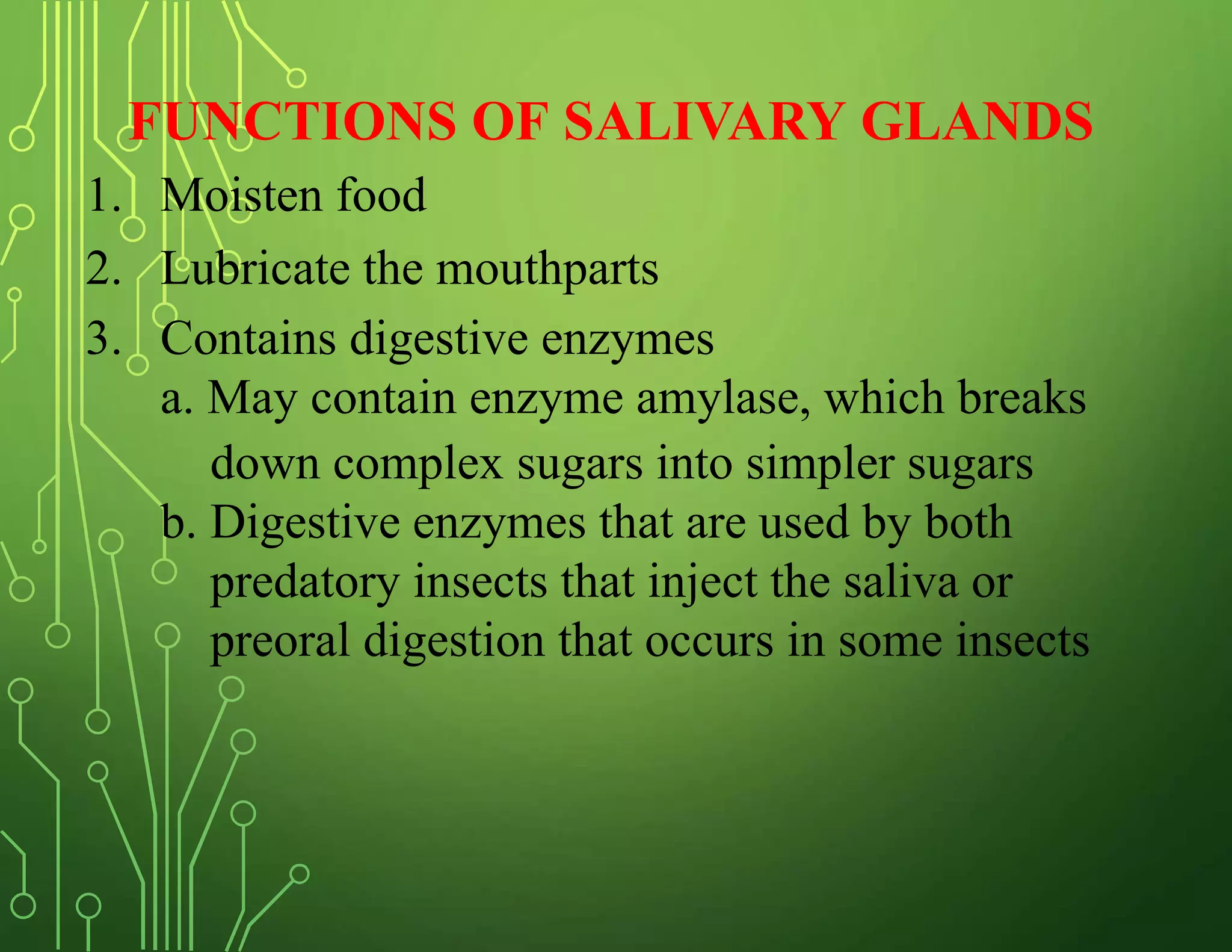 insects digestive system | PPTX