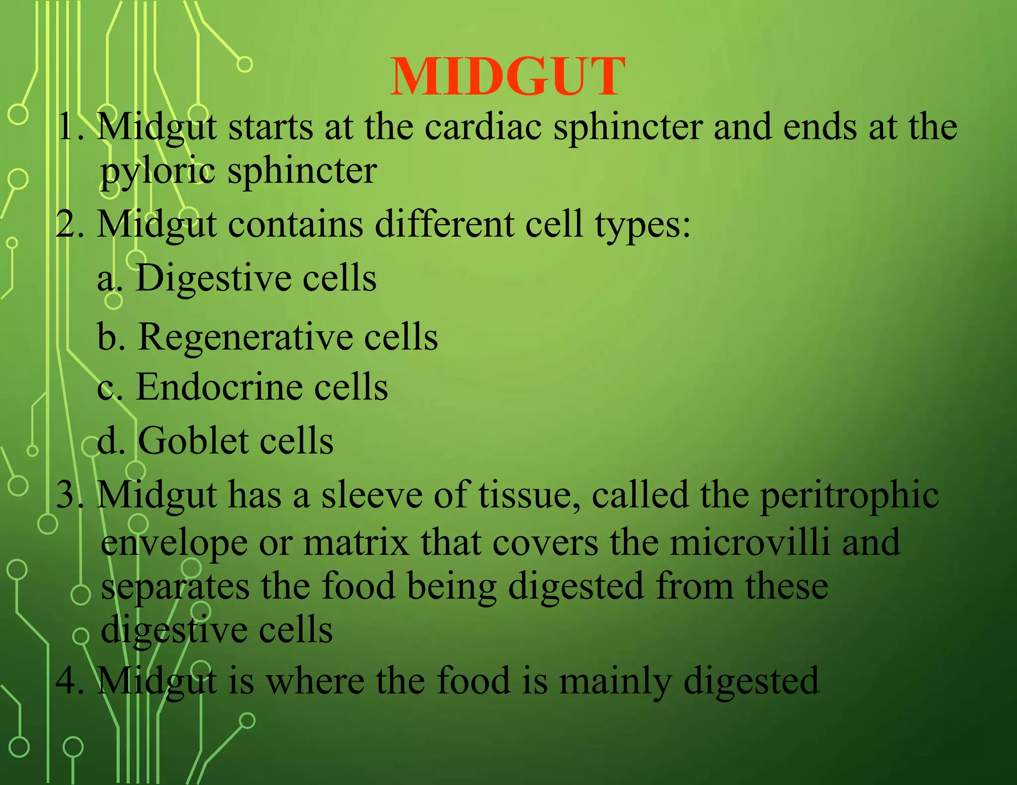 insects digestive system | PPTX