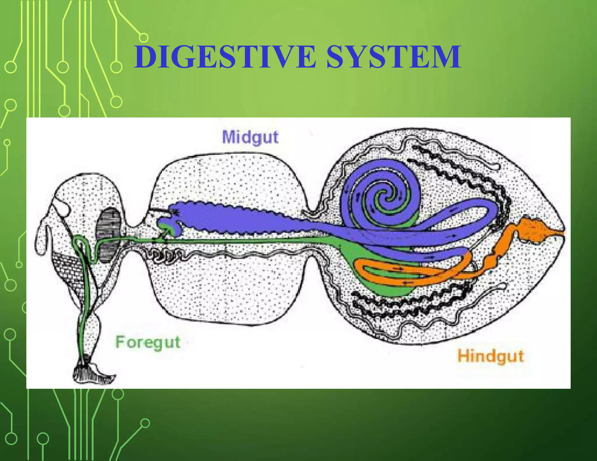 insects digestive system | PPTX