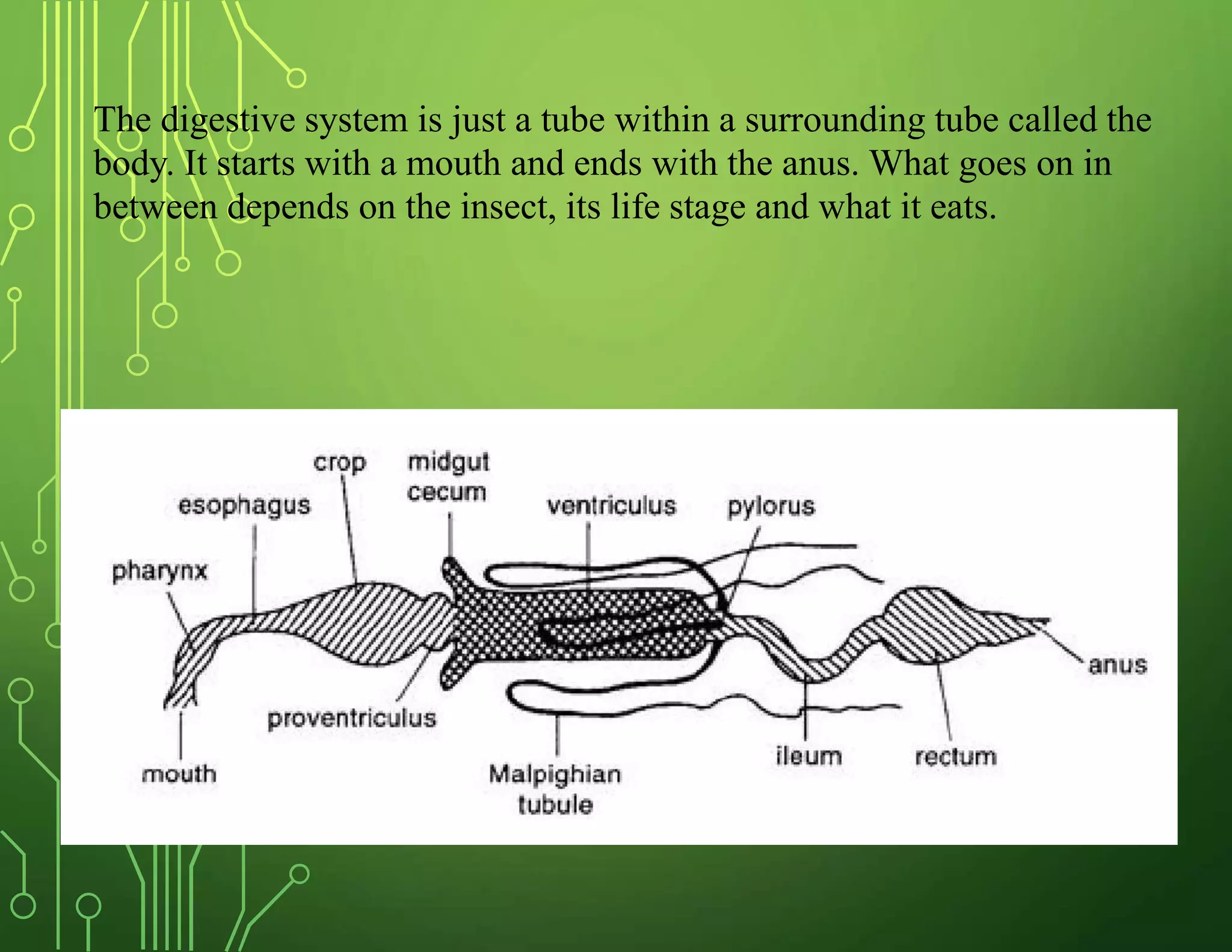 insects digestive system | PPTX