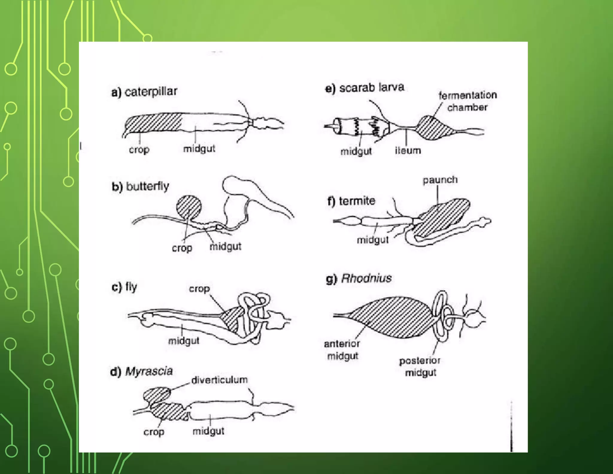 insects digestive system | PPTX