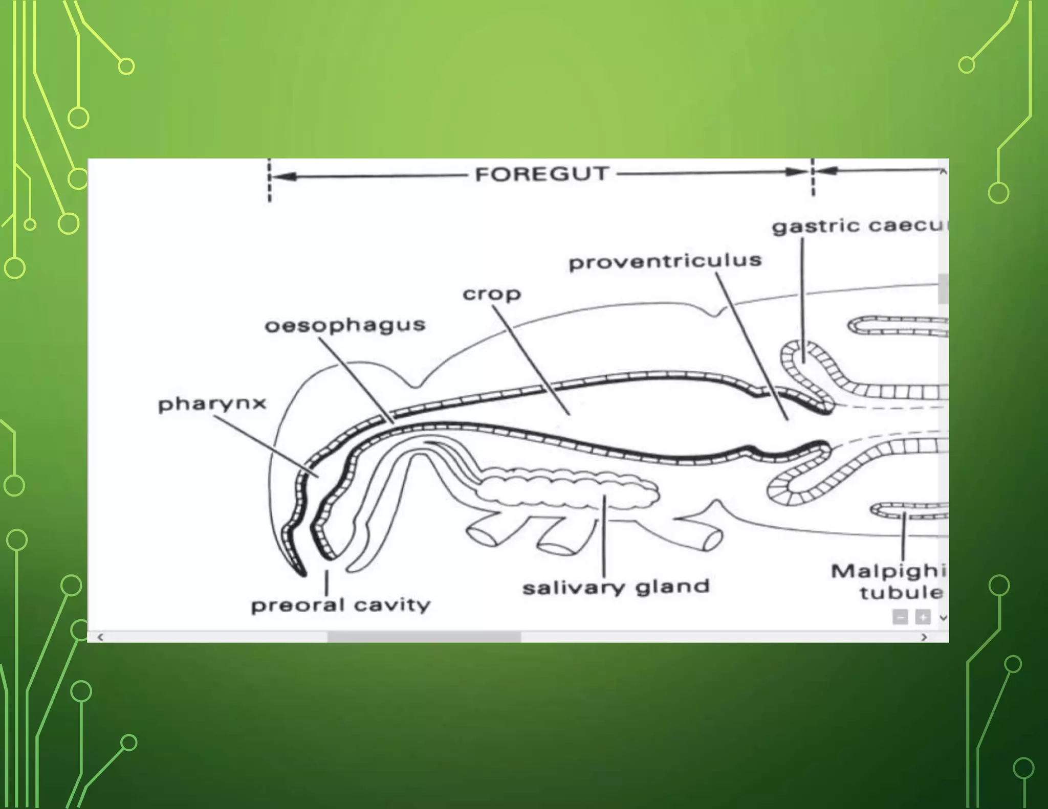 insects digestive system | PPTX