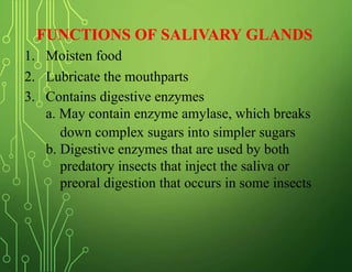 insects digestive system | PPTX