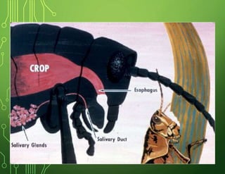 insects digestive system | PPTX