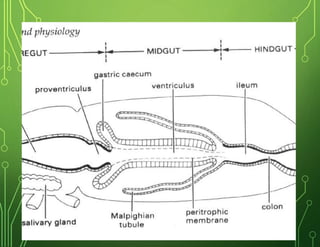 insects digestive system | PPTX