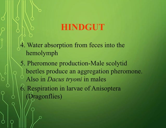 insects digestive system | PPTX | Digestive Disorders | Diseases and ...