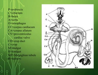 insects digestive system | PPTX