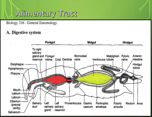 insects digestive system | PPTX | Digestive Disorders | Diseases and ...