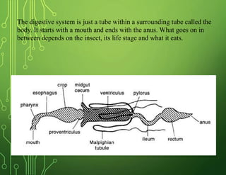 insects digestive system | PPTX