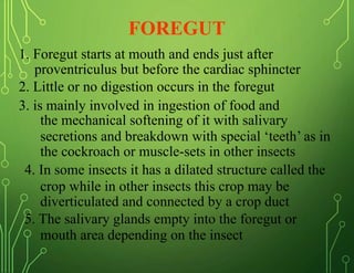 insects digestive system | PPTX