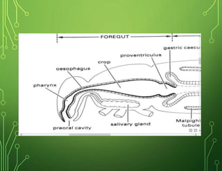 insects digestive system | PPTX