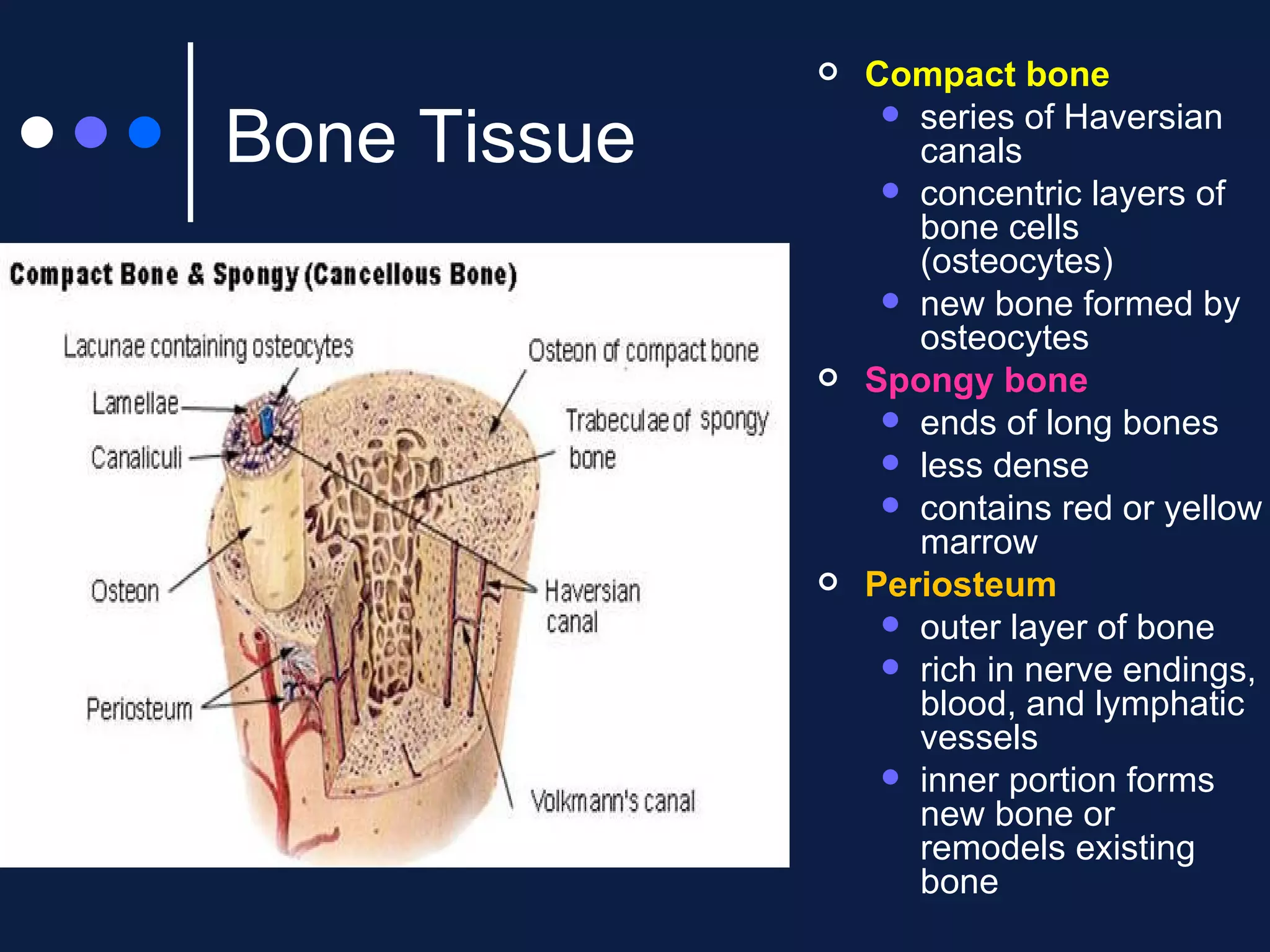 Presentation 15 - Musculoskeletal System | PPT