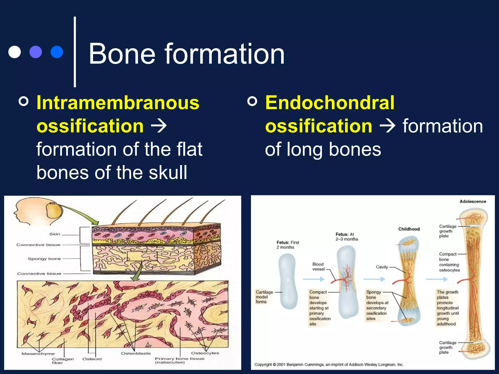 Presentation 15 - Musculoskeletal System | PPT