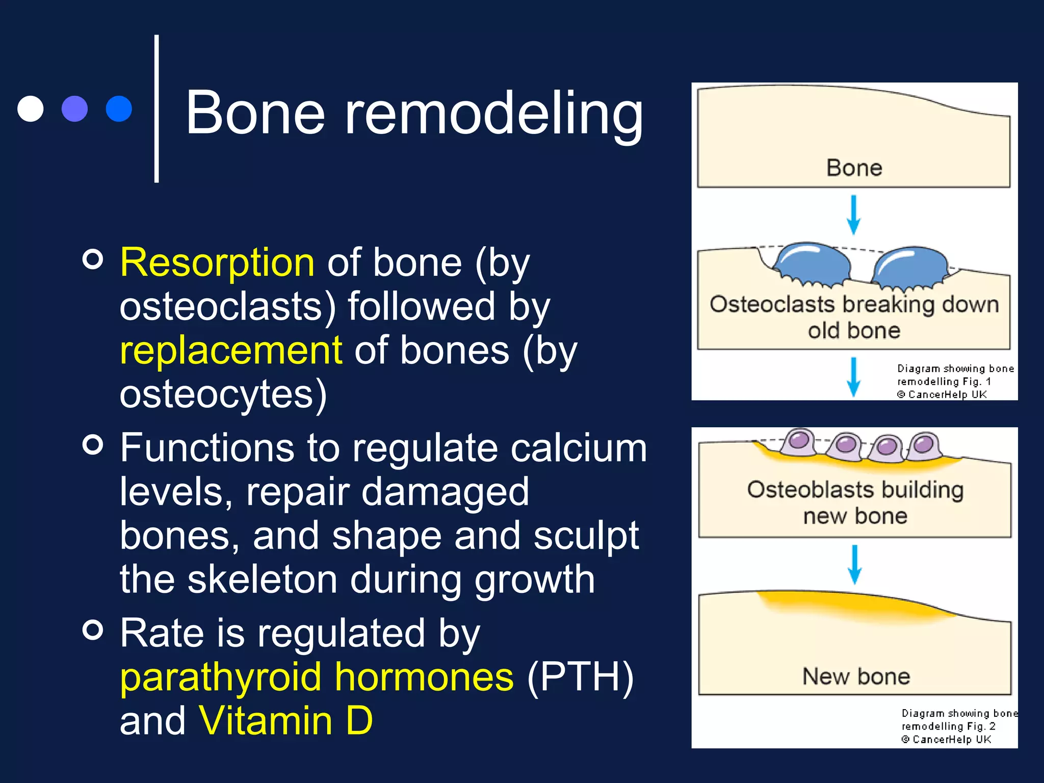 Presentation 15 - Musculoskeletal System | PPT