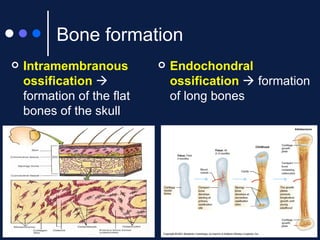 Presentation 15 - Musculoskeletal System | PPT