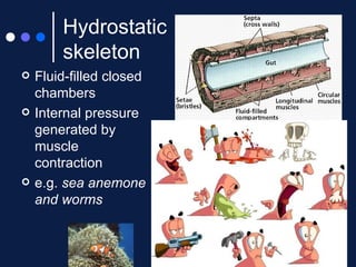 Presentation 15 - Musculoskeletal System | PPT