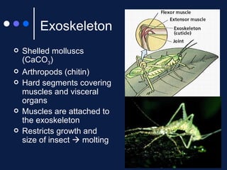 Presentation 15 - Musculoskeletal System | PPT