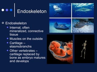 Presentation 15 - Musculoskeletal System | PPT