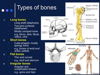Presentation 15 - Musculoskeletal System | PPT