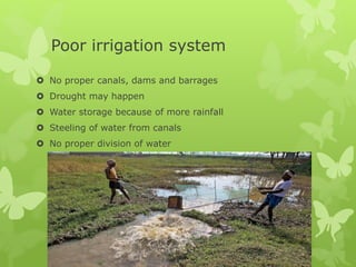 agricultural problems in Pakistan | PPTX