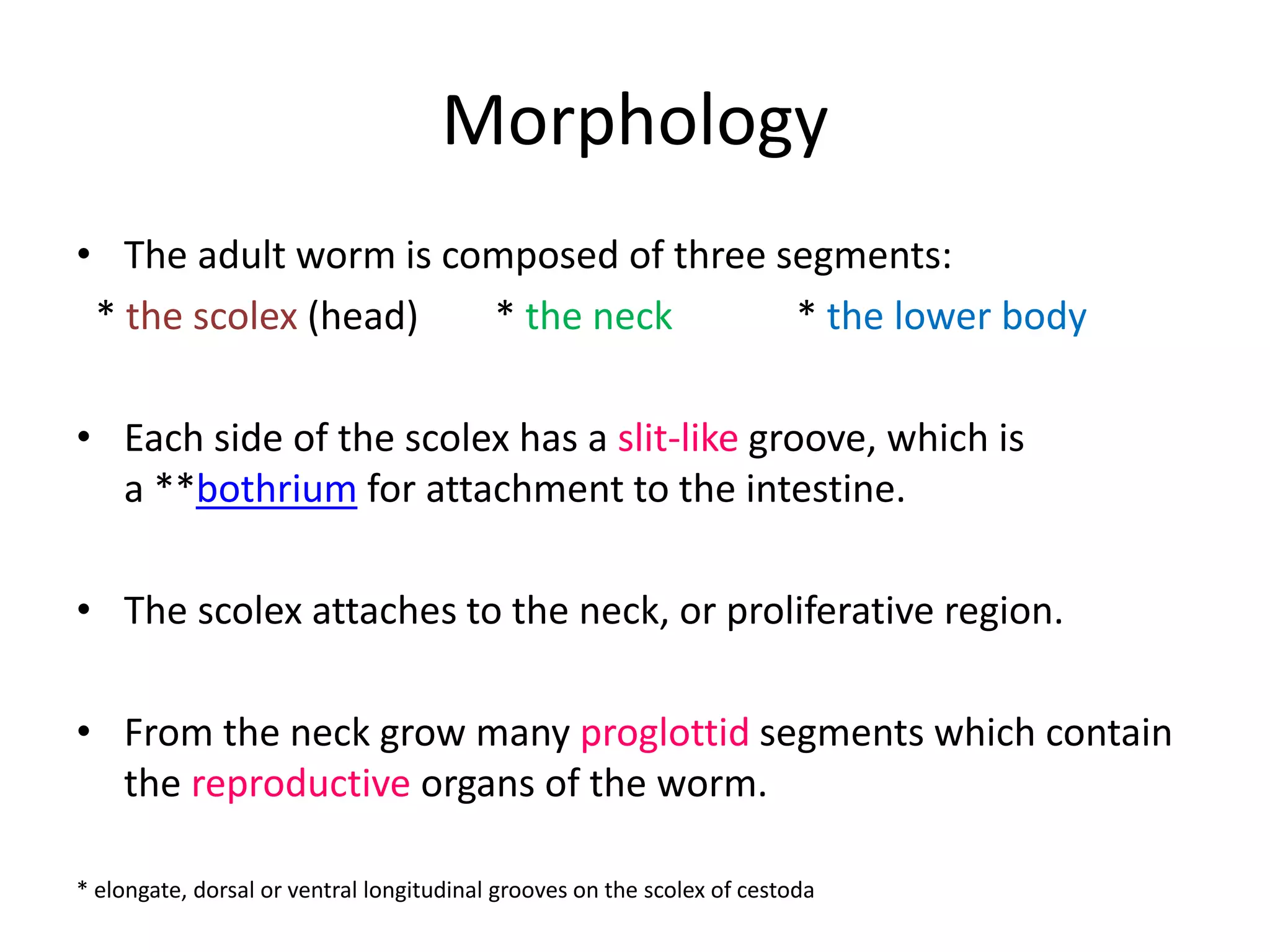 Diphyllobothrium Latum | PPTX