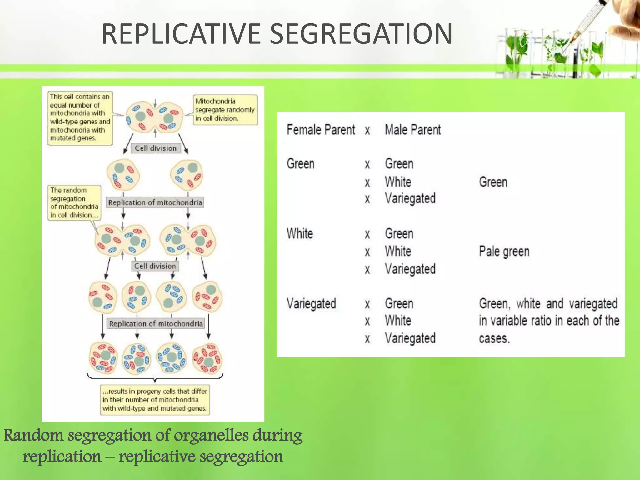 Cytoplasmic Inheritance | PPTX