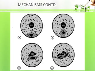 Cytoplasmic Inheritance | PPTX