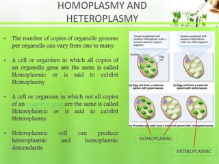 Cytoplasmic Inheritance | PPTX