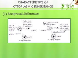 Cytoplasmic Inheritance | PPT