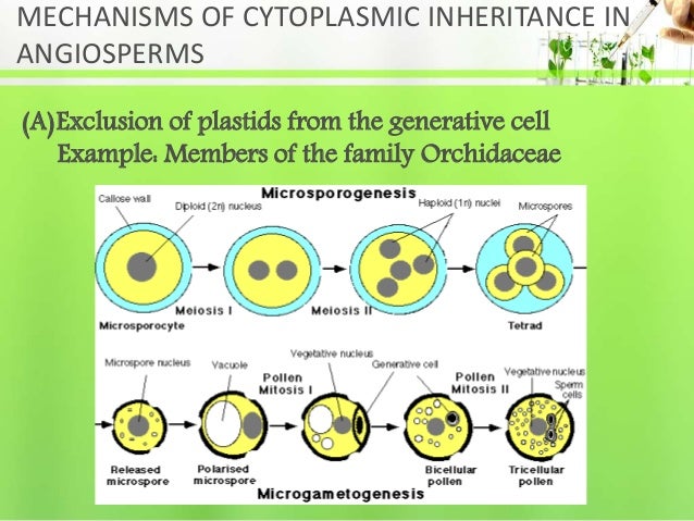 Cytoplasmic Inheritance