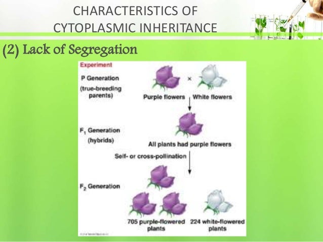 Cytoplasmic Inheritance