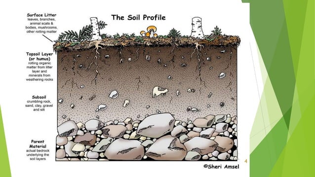 Soil Profile | PPTX | Gardening | Home & Garden