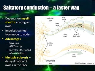 Presentation 16 - Nervous System | PPT