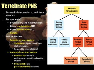 Presentation 16 - Nervous System | PPT